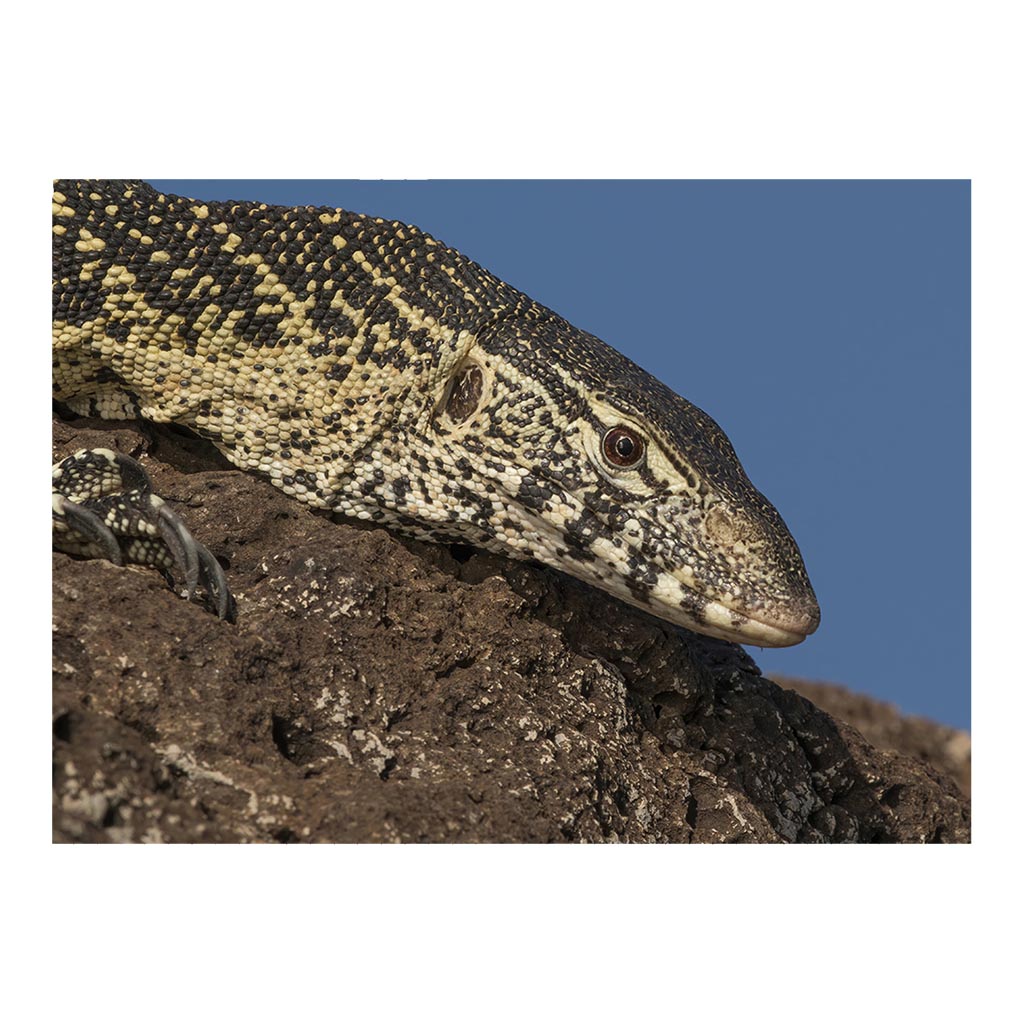 Nile Monitor Lizard, Kenya Jigsaw Puzzle – Puzzle Rabbit
